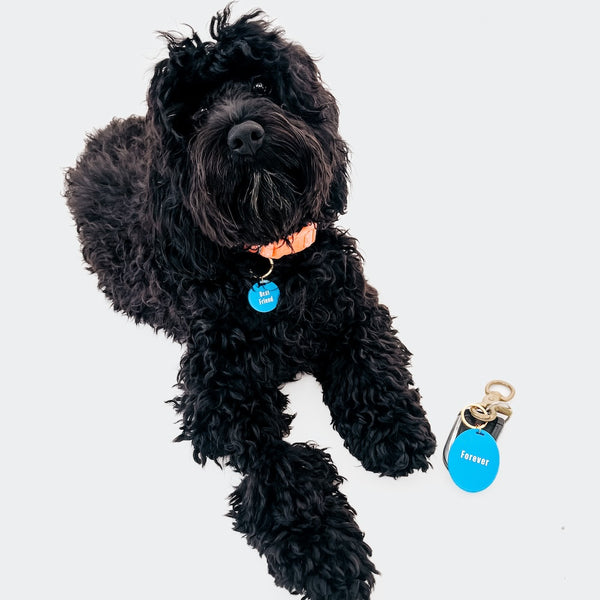 Gus & Co - Dog Accessories - Pretty Simple Wholesale